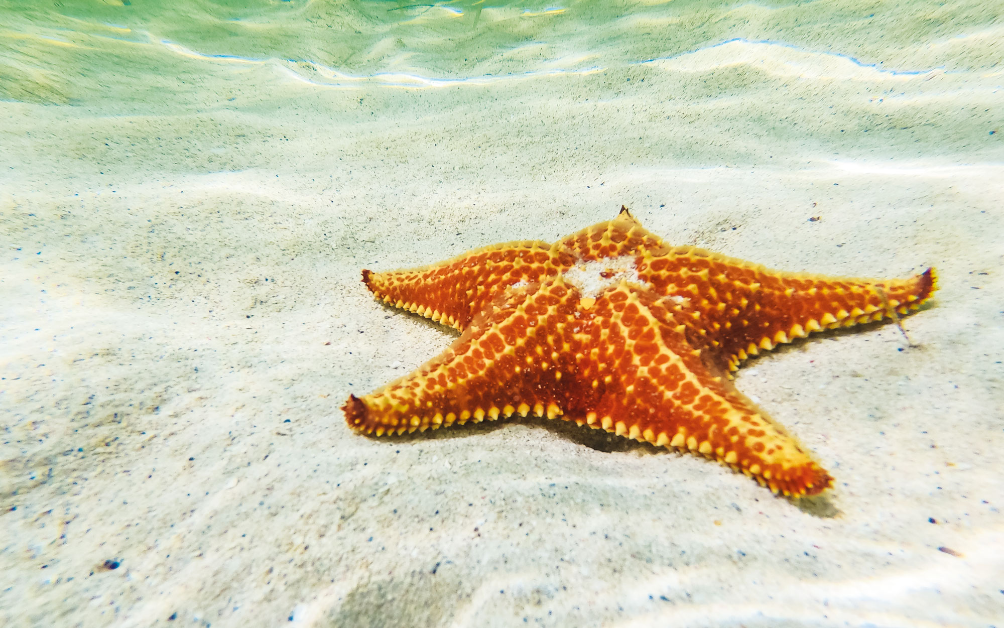 Starfish Point - Welcome To Cayman