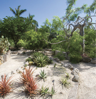 Flora & fauna at the Botanic Park - Welcome To Cayman