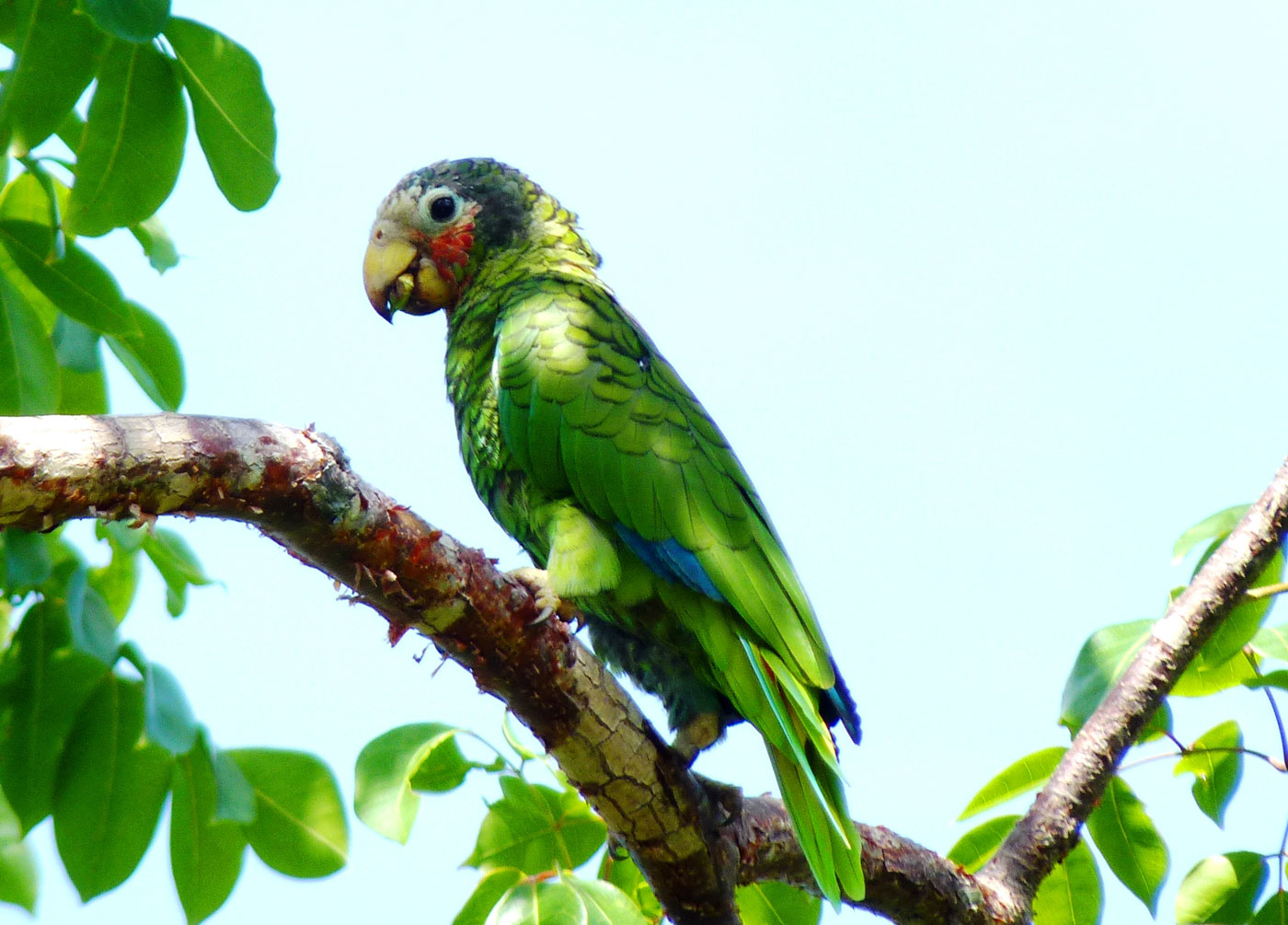 Parrot Reserve - Welcome To Cayman