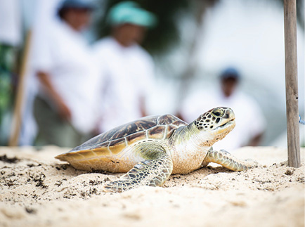 Cayman Turtle Centre - Welcome To Cayman