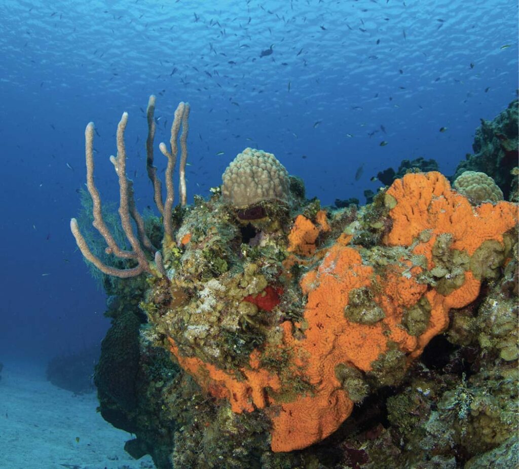 Best dive sites in Grand Cayman - Welcome To Cayman