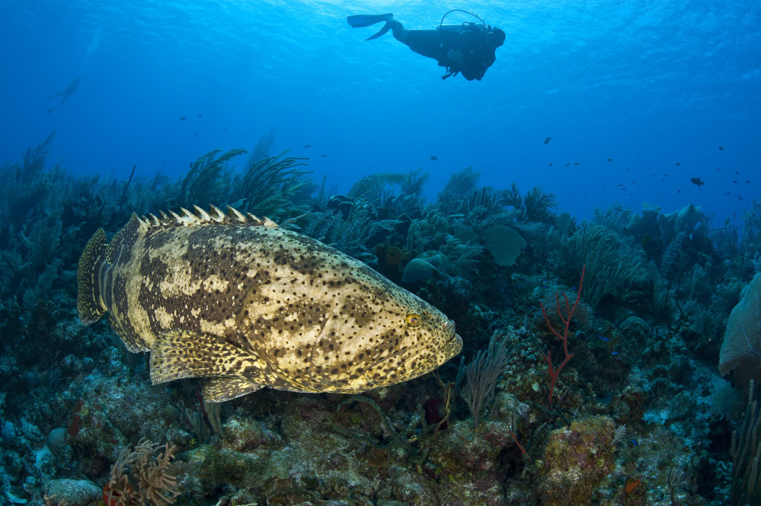 Little Cayman reefs witness remarkable recovery of parrotfish and ...